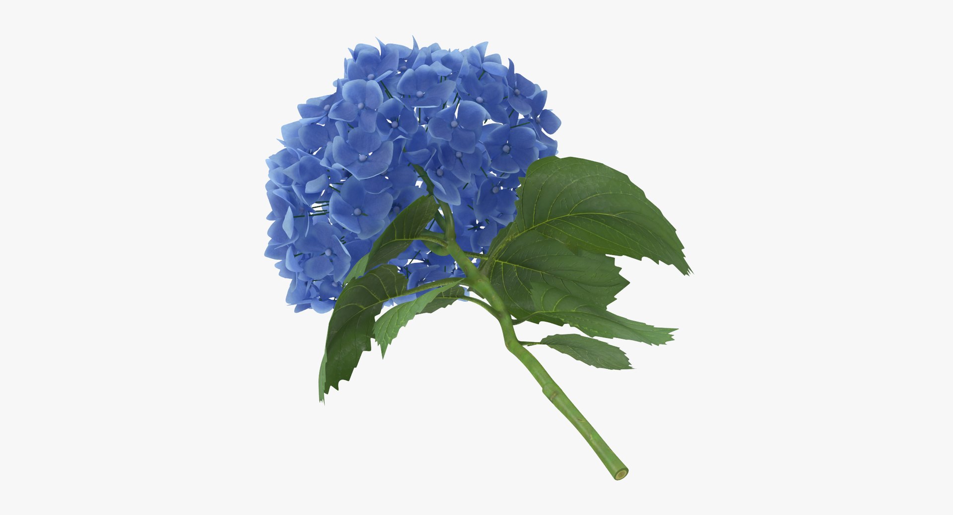 single laying hydrangea - obj