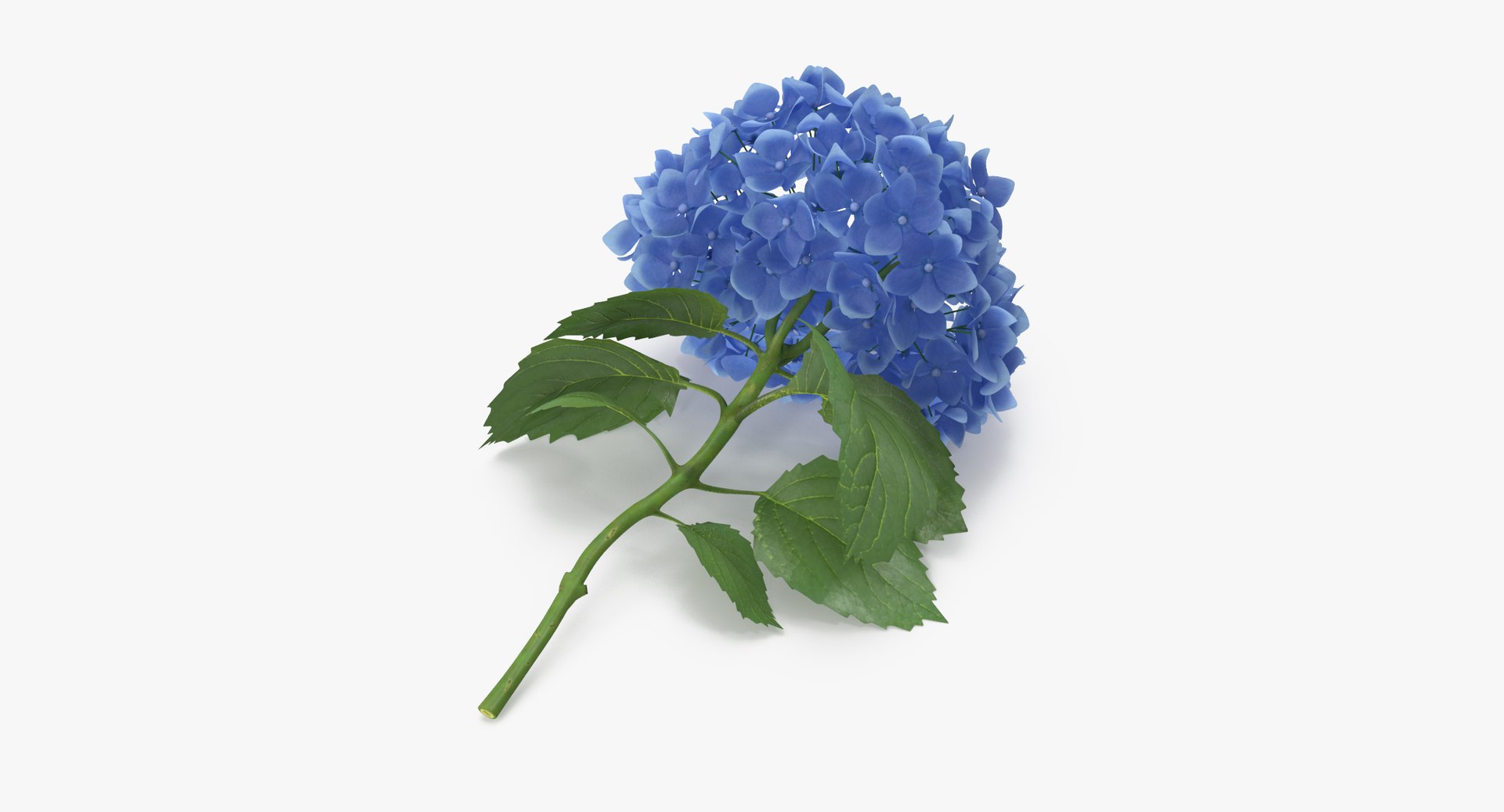 single laying hydrangea - obj