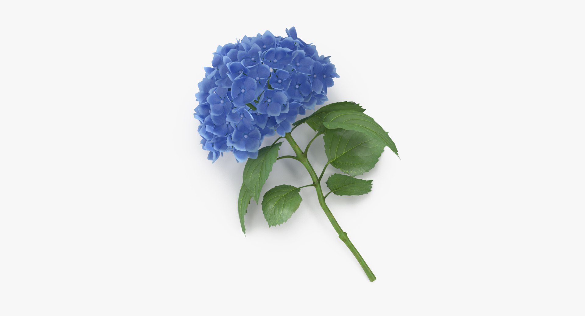 single laying hydrangea - obj