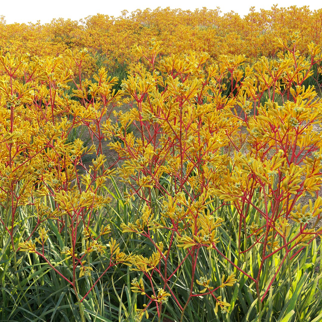 3D Model Anigozanthos Flavidus - Kangaroo Paw 02 - GrowFX - TurboSquid 2417314