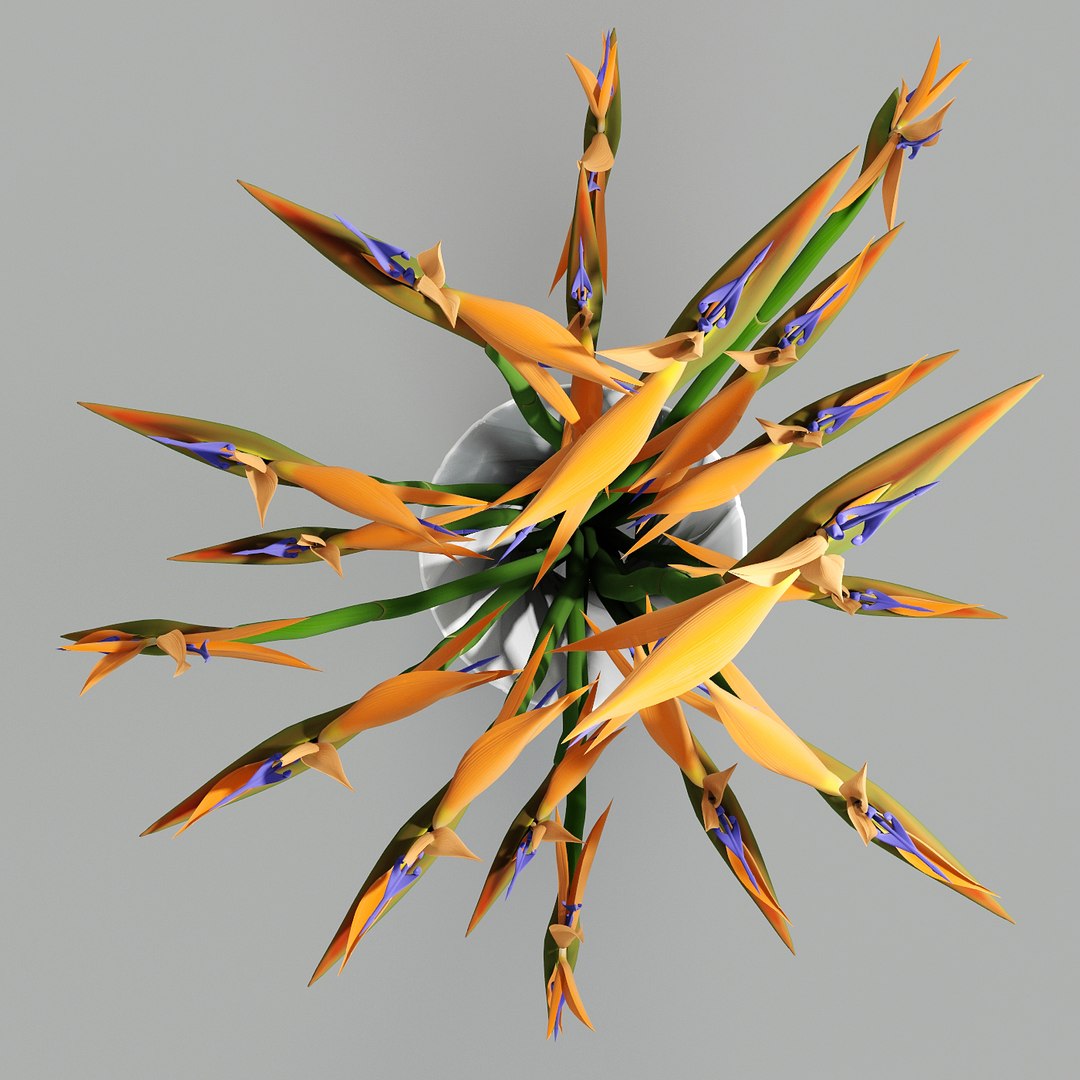 3d Strelitzia Flower Model