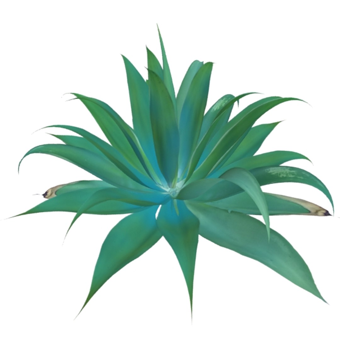 modelo 3d Agave Attenuata - TurboSquid 369887