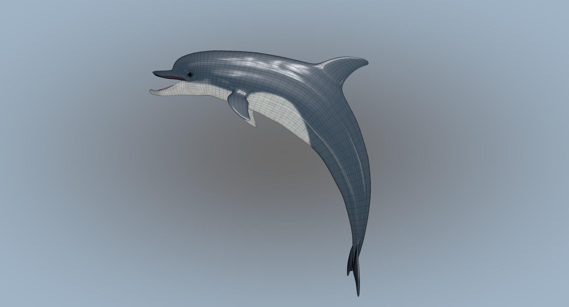common bottlenose dolphin tursiops c4d
