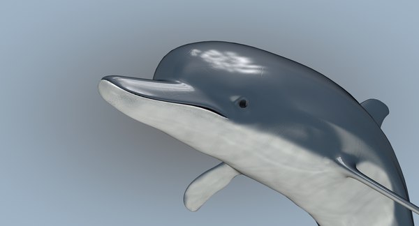 common bottlenose dolphin tursiops c4d