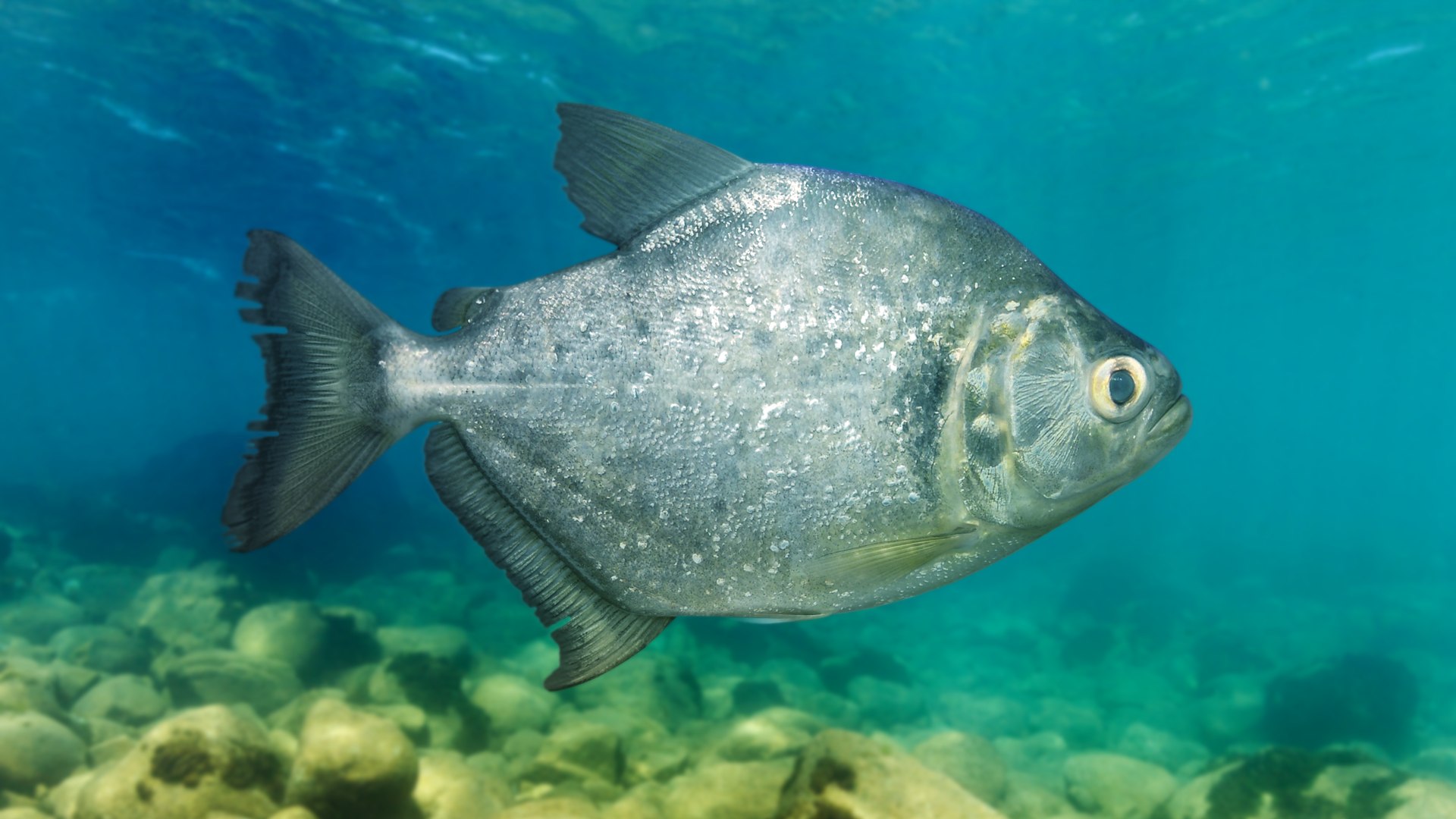 Violet line piranha model - TurboSquid 1508507