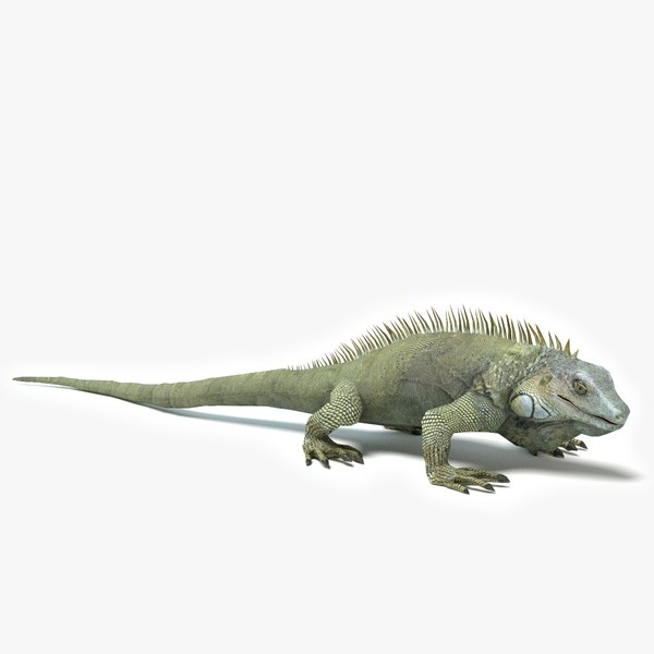 Iguana 3D Models for Download | TurboSquid