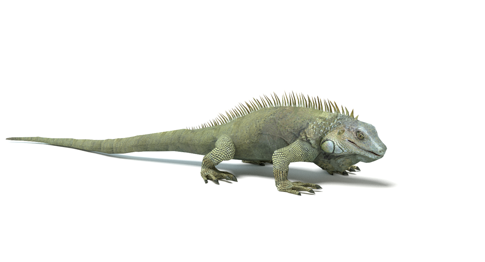 3d iguana