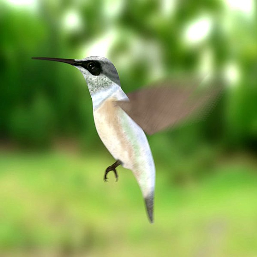 Colibri Bird Rigged 3d Fbx