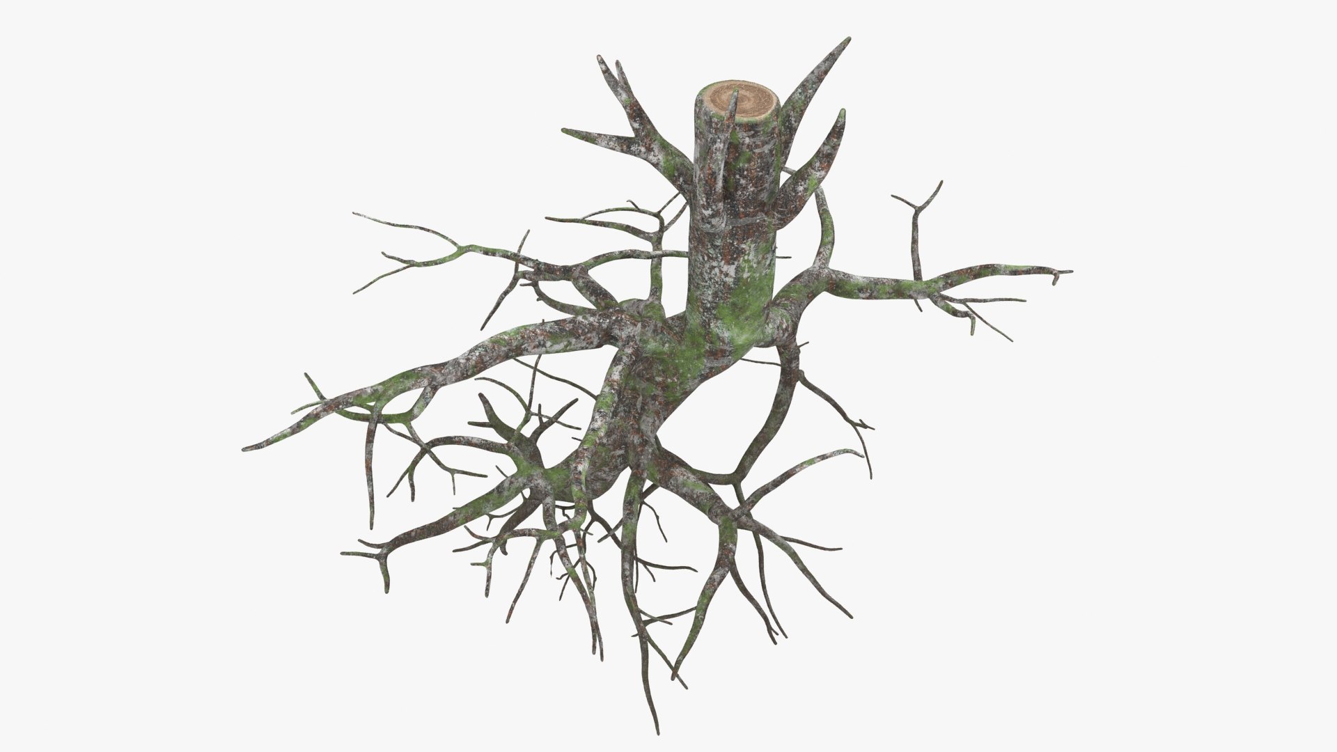 Tree Root 02 Color 2 Model - TurboSquid 2148513