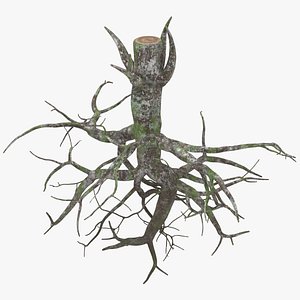 3D Roots Models | TurboSquid