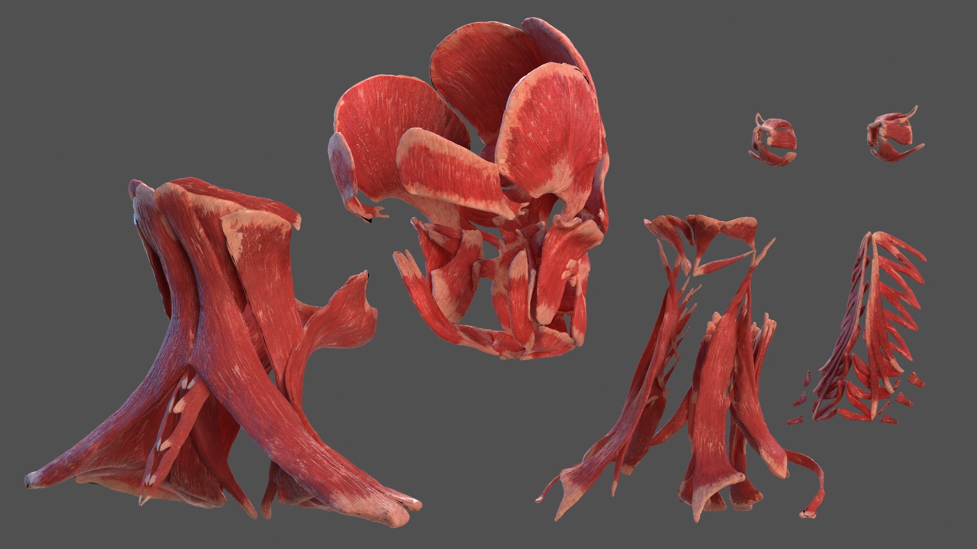 Head Anatomy Asian Man 3D Model - TurboSquid 2302567