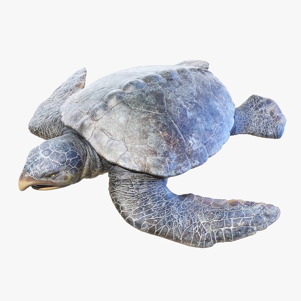 Turtle 3D Models for Download | TurboSquid
