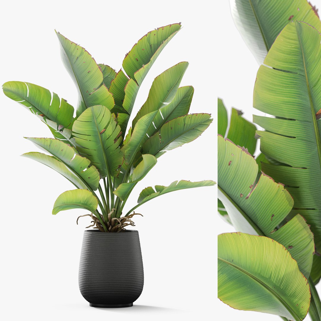 3D Model Plants Collection 1164 - TurboSquid 2287688