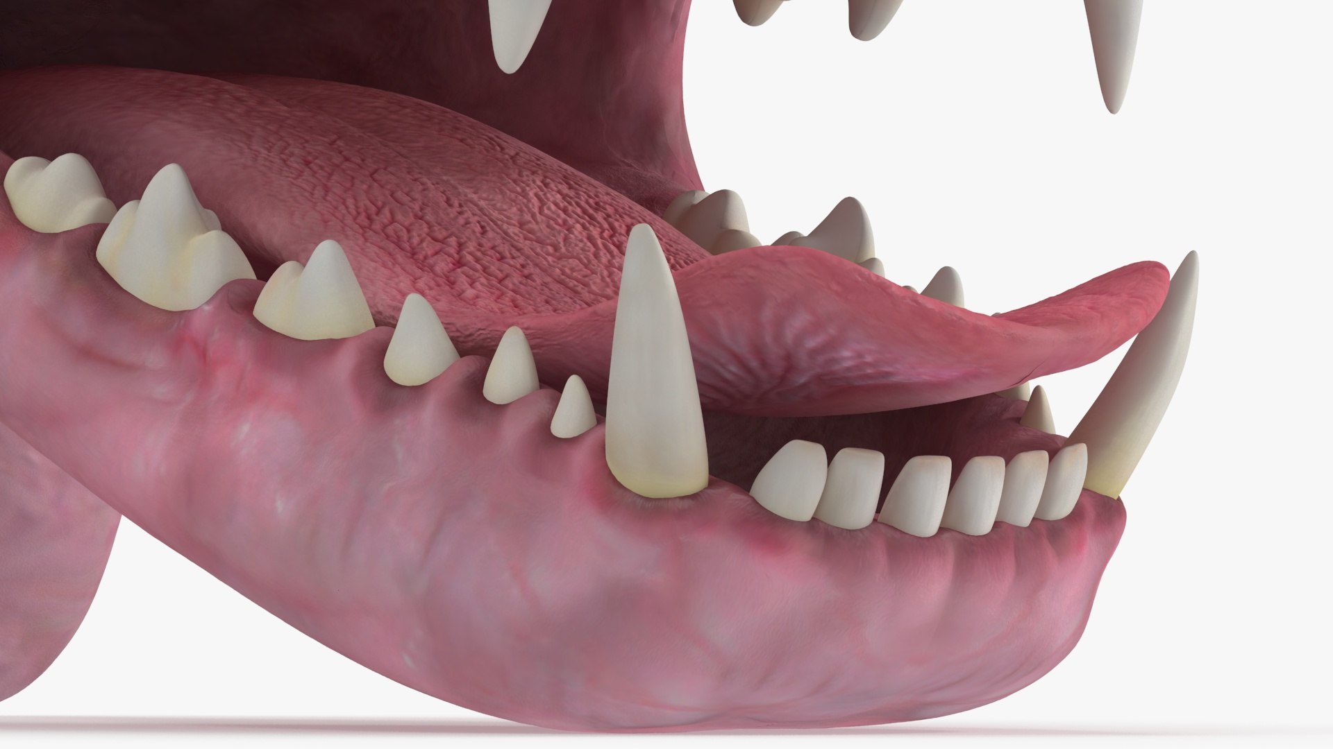 3D Dog Jaw Anatomic Rigged - TurboSquid 2214631