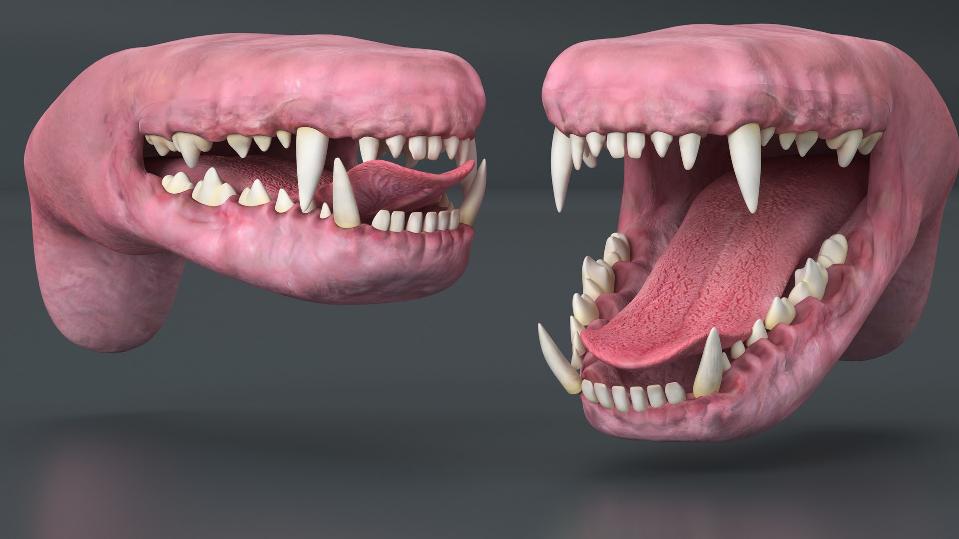 3D Dog Jaw Anatomic Rigged - TurboSquid 2214631