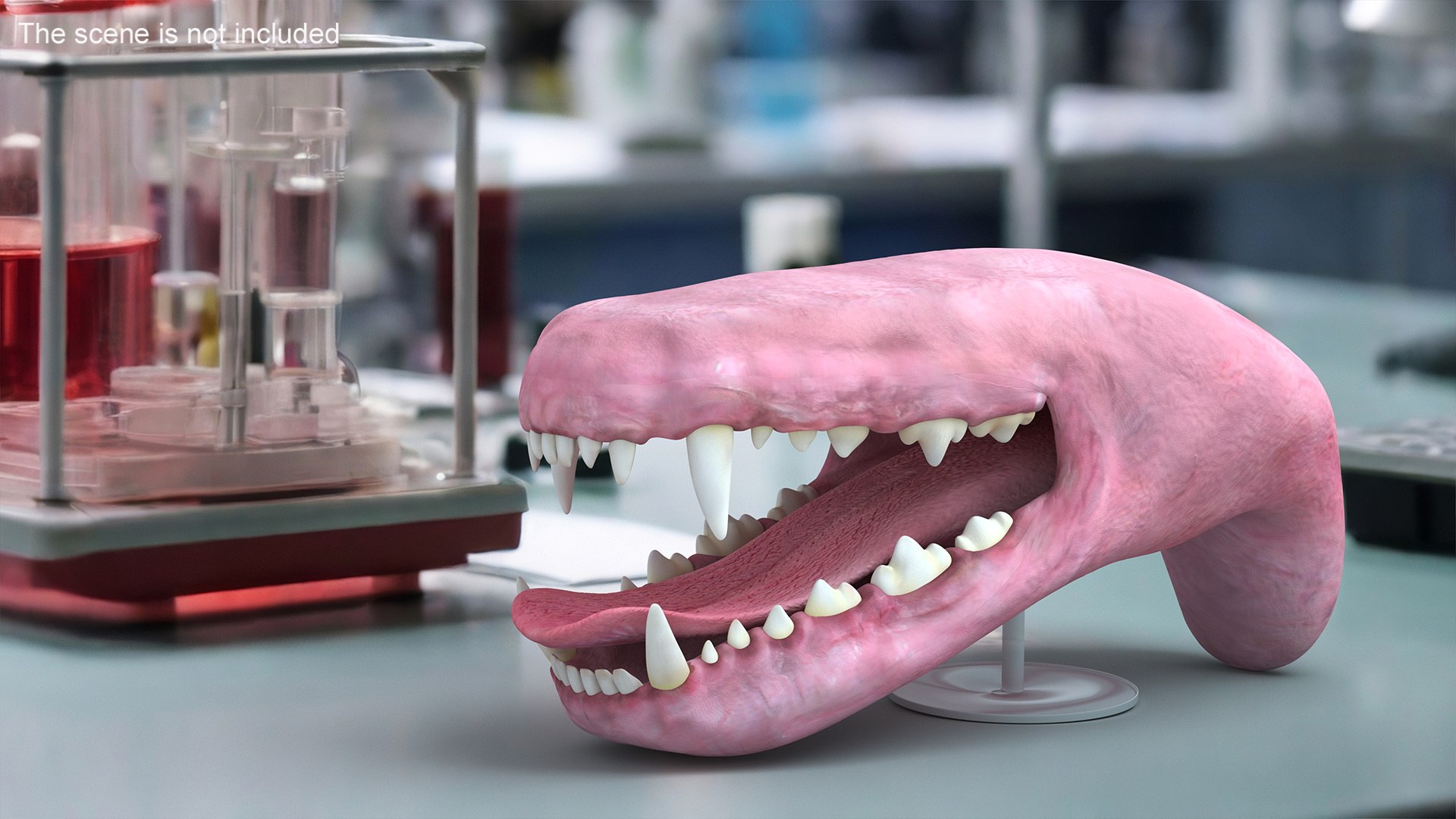 3D Dog Jaw Anatomic Rigged - TurboSquid 2214631