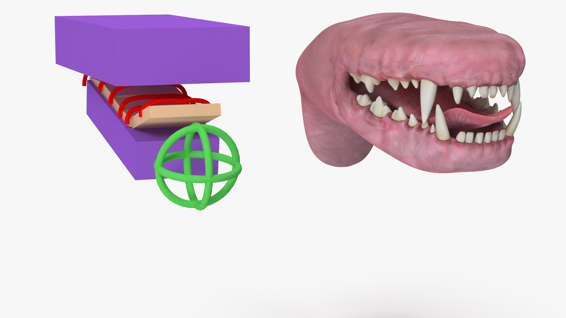 3D Dog Jaw Anatomic Rigged - TurboSquid 2214631