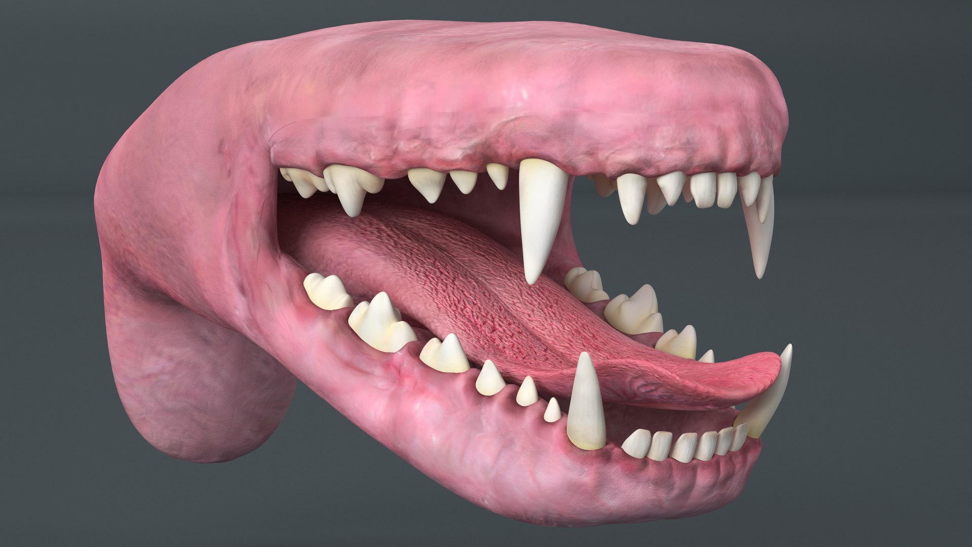 3D Dog Jaw Anatomic Rigged - TurboSquid 2214631