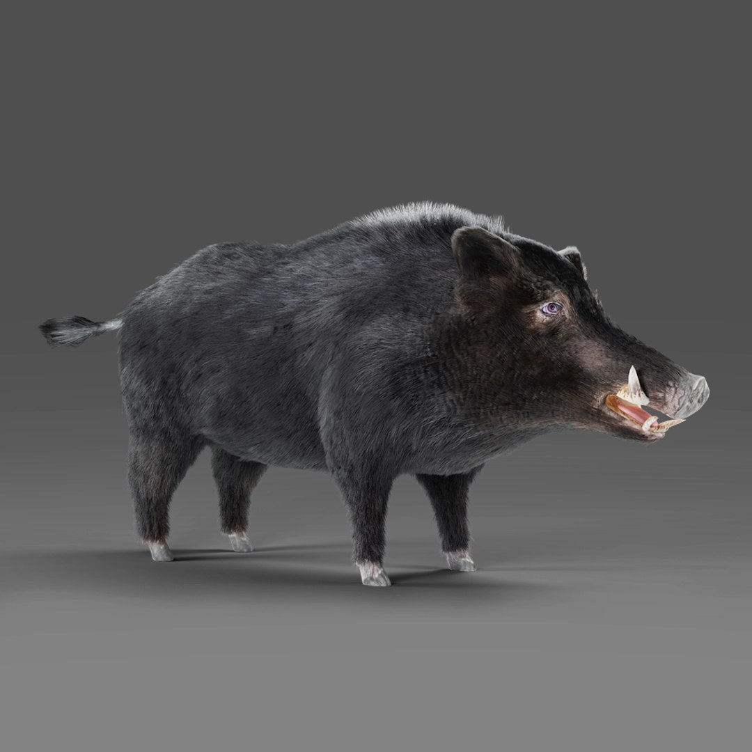 3D Fur Black Wild Boar NO Rigged In Blender - TurboSquid 1991057