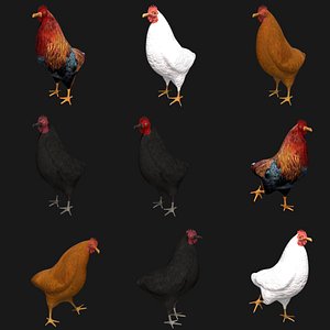 Chicken rigged 3D model - TurboSquid 1664738
