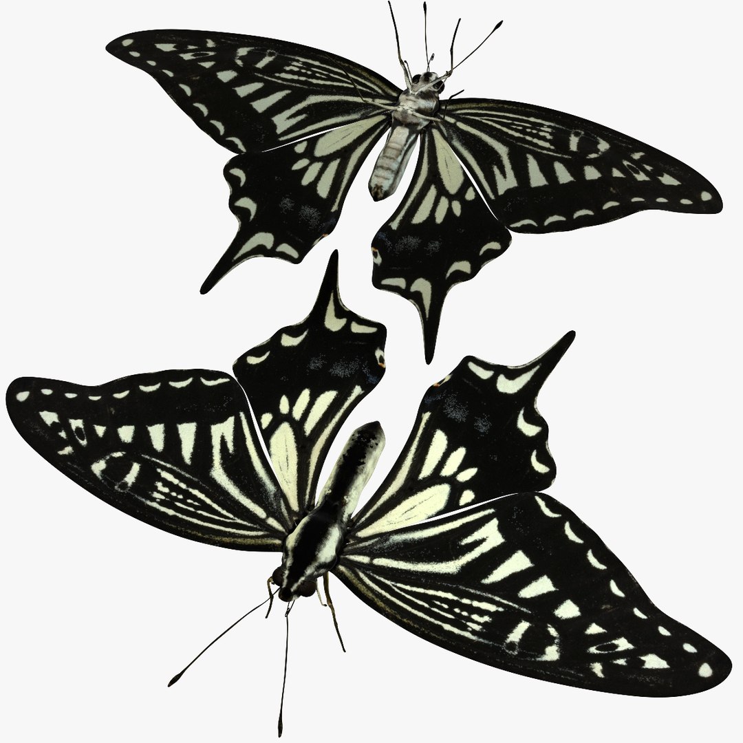 3D Rigged swallowTail model - TurboSquid 2013340