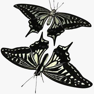 3D Chrysalis Models | TurboSquid