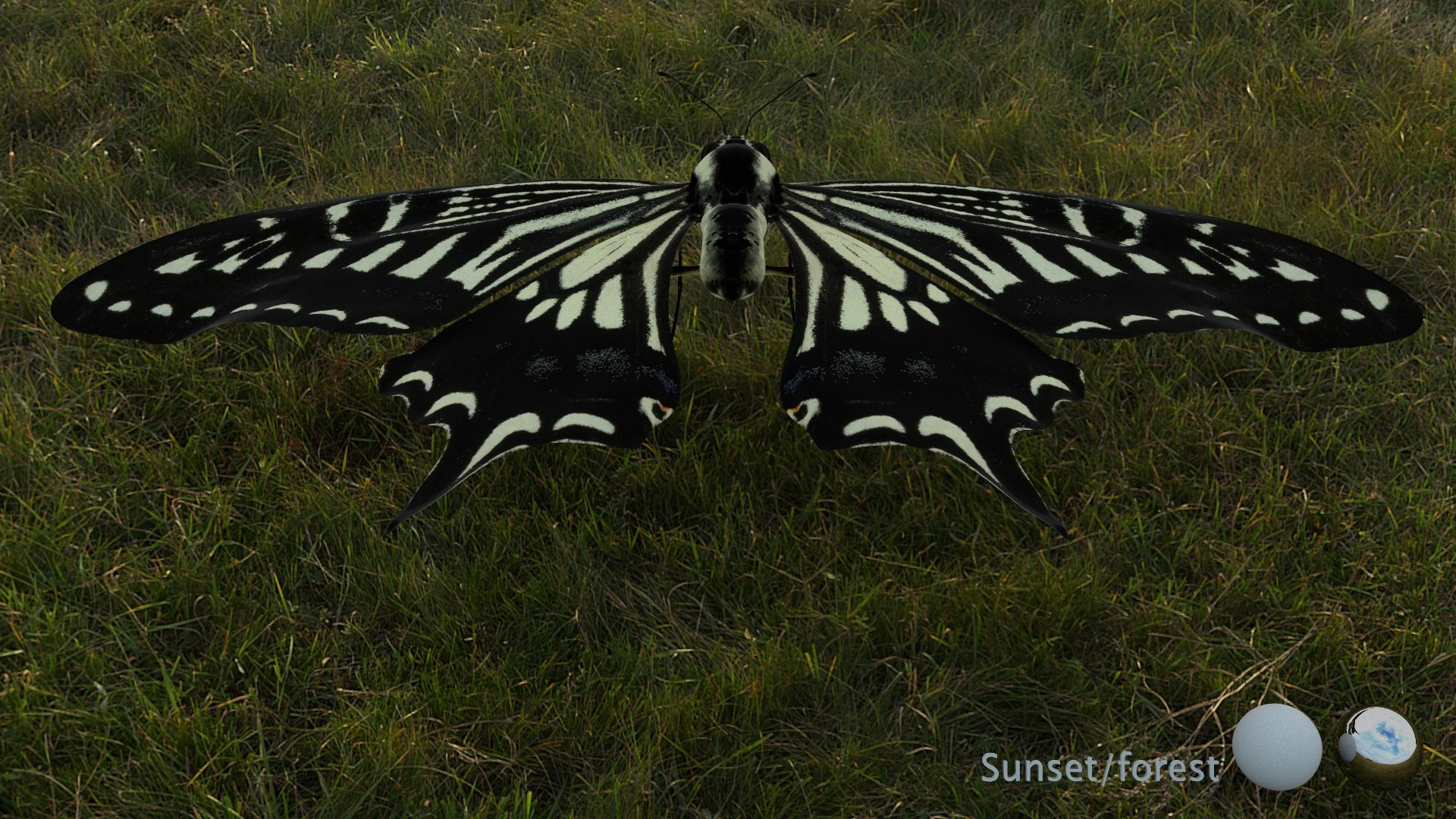 3D Rigged swallowTail model - TurboSquid 2013340