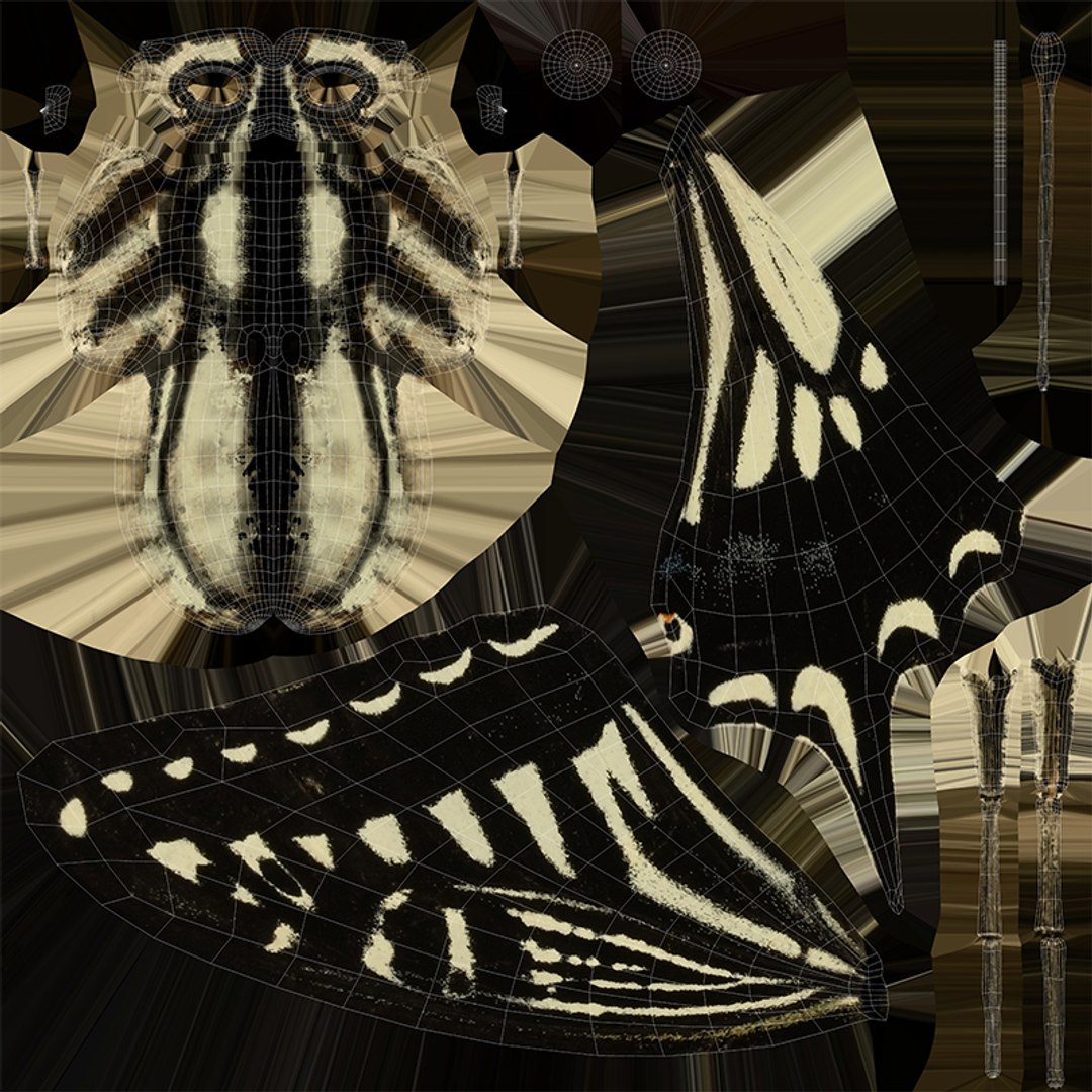 3D Rigged swallowTail model - TurboSquid 2013340