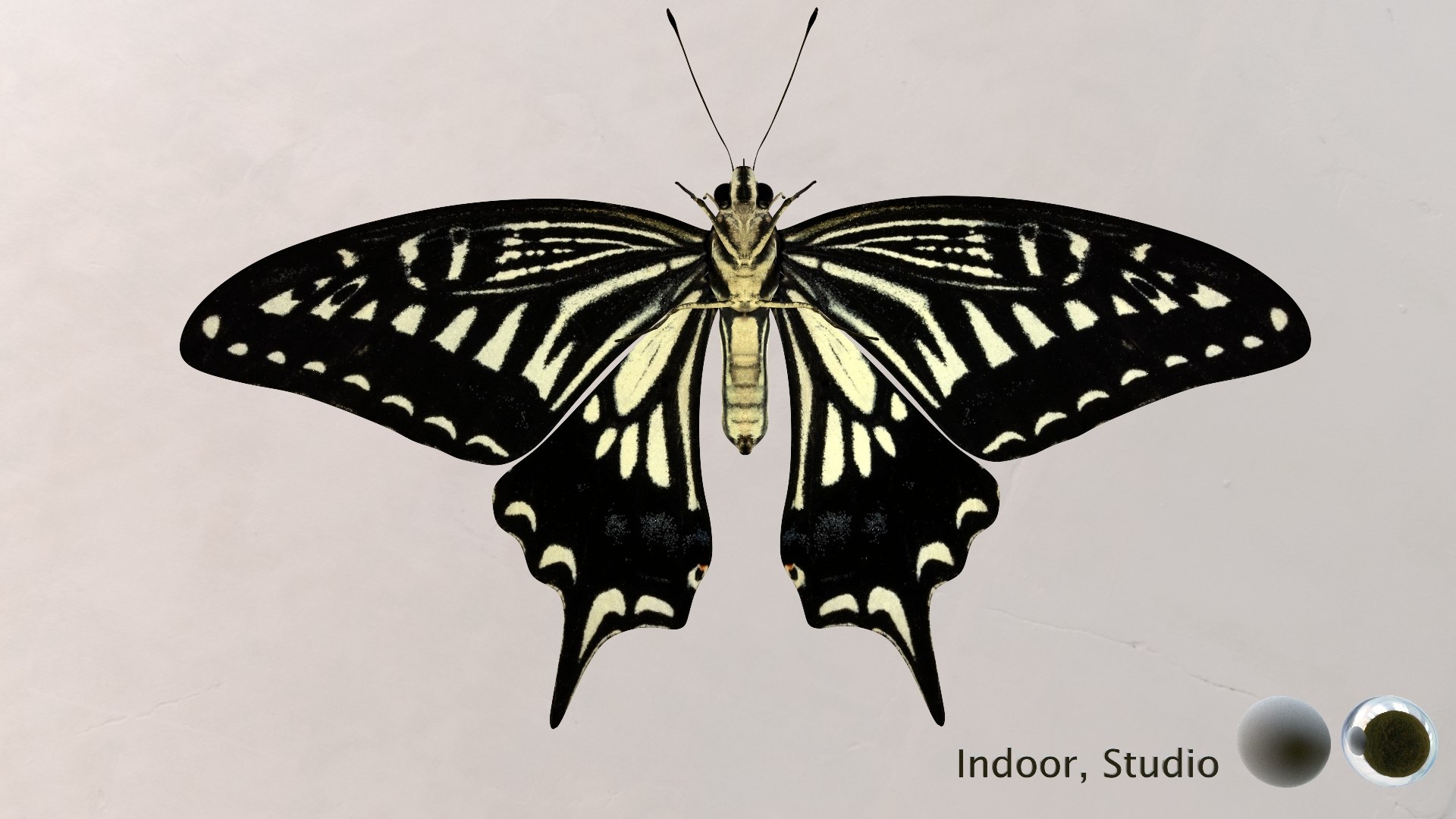 3D Rigged swallowTail model - TurboSquid 2013340