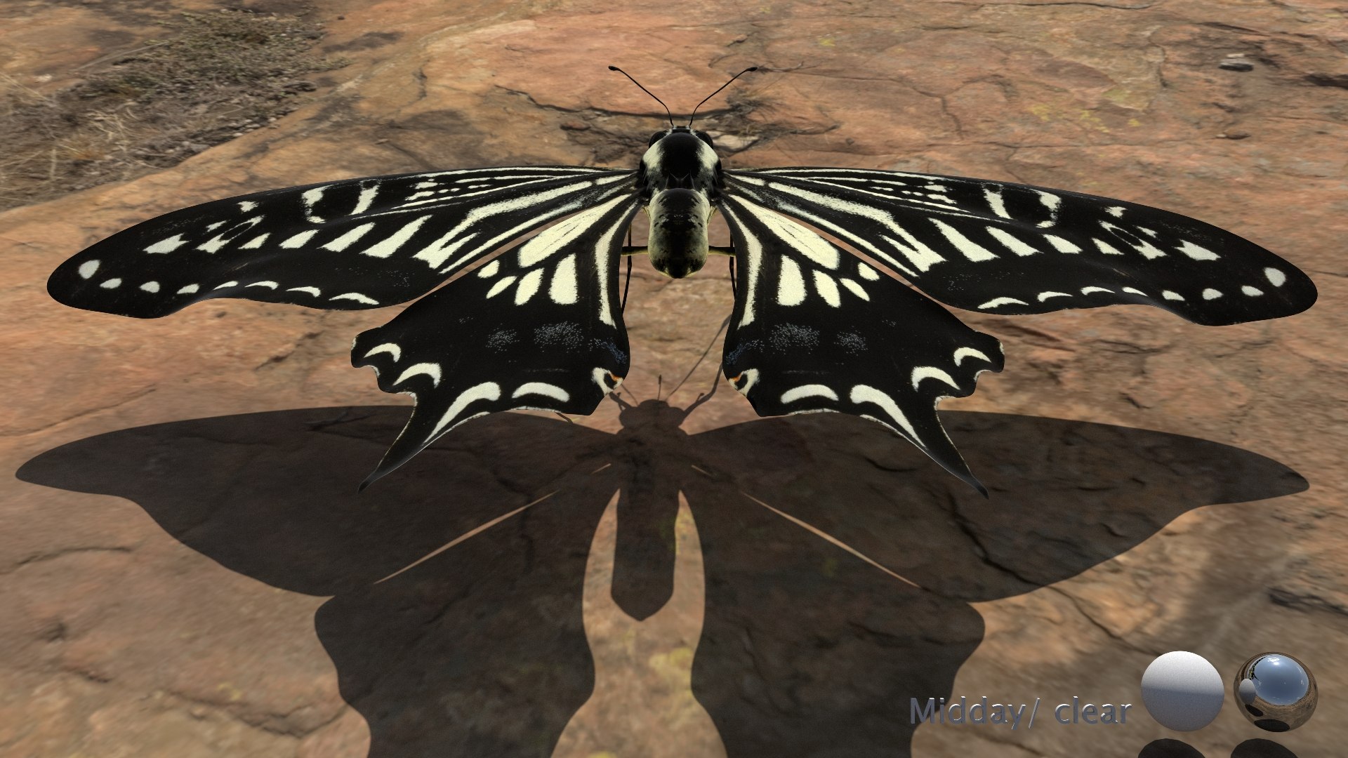 3D Rigged swallowTail model - TurboSquid 2013340