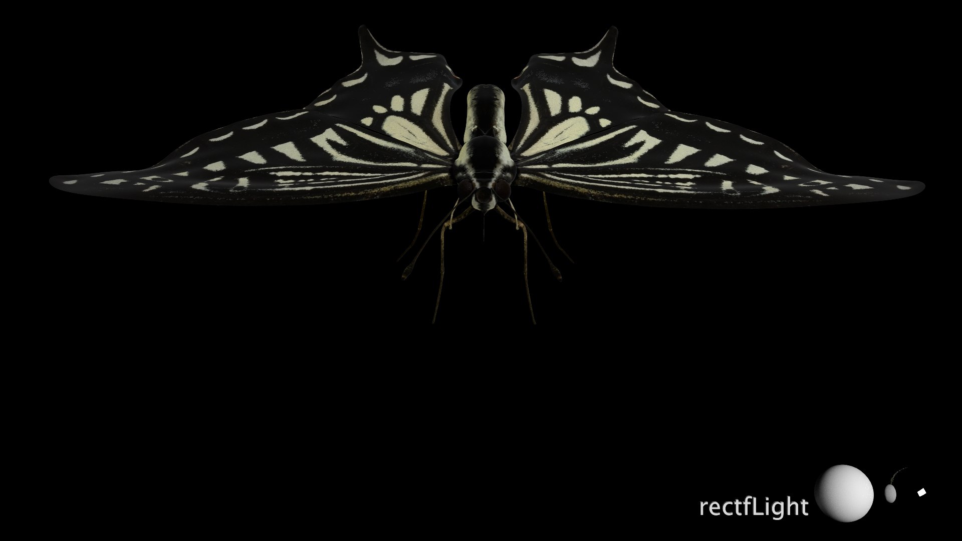 3D Rigged swallowTail model - TurboSquid 2013340