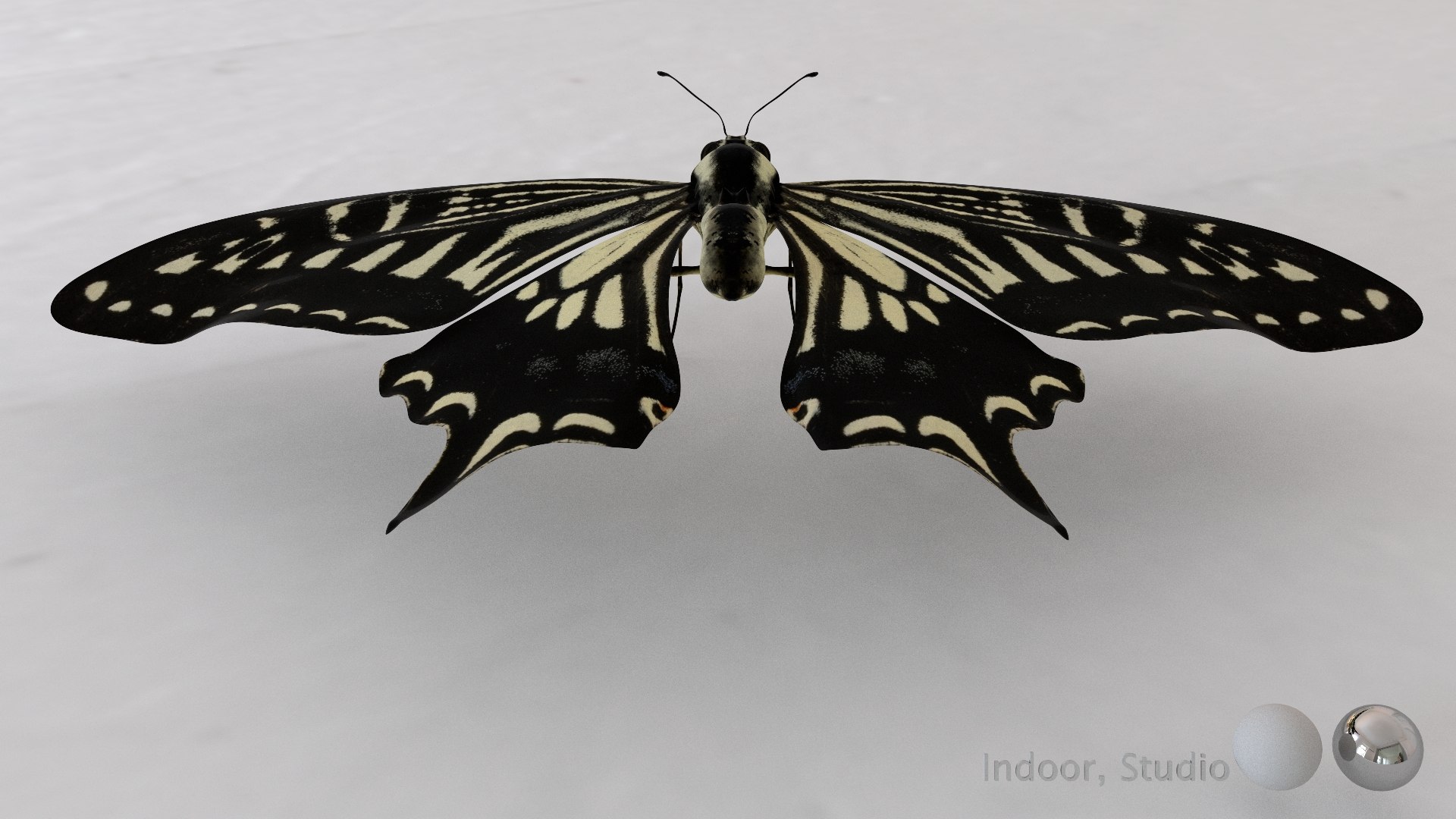3D Rigged swallowTail model - TurboSquid 2013340