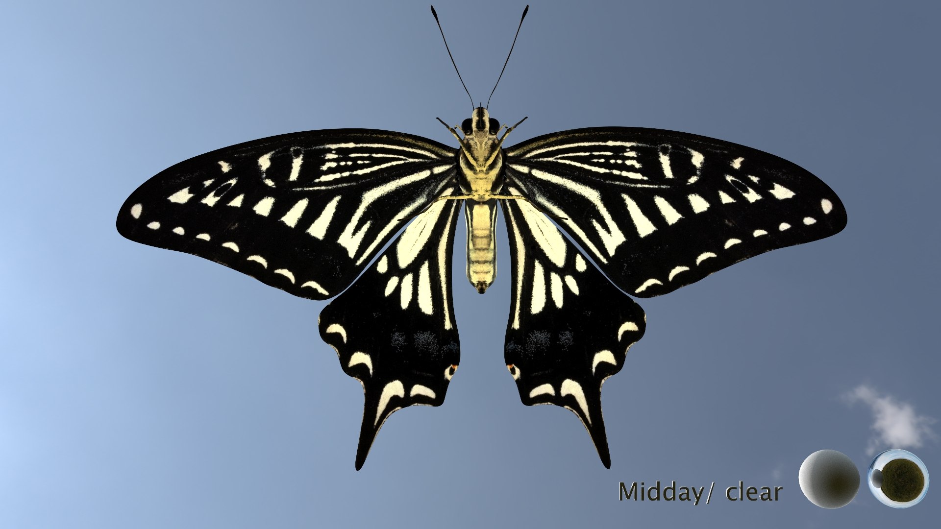3D Rigged swallowTail model - TurboSquid 2013340