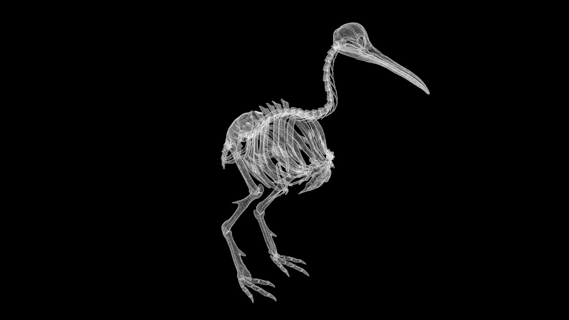 Kiwi Skeleton 3D Model - TurboSquid 1887845