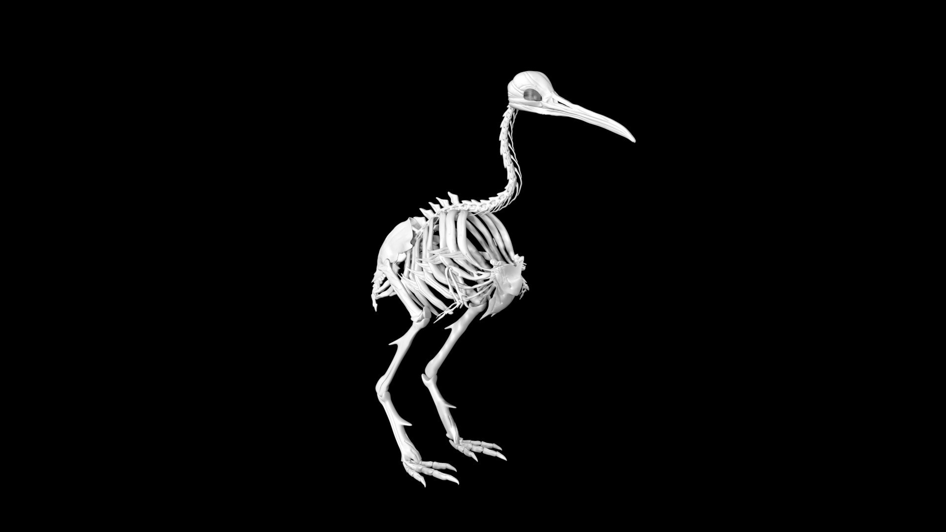 Kiwi Skeleton 3D Model - TurboSquid 1887845