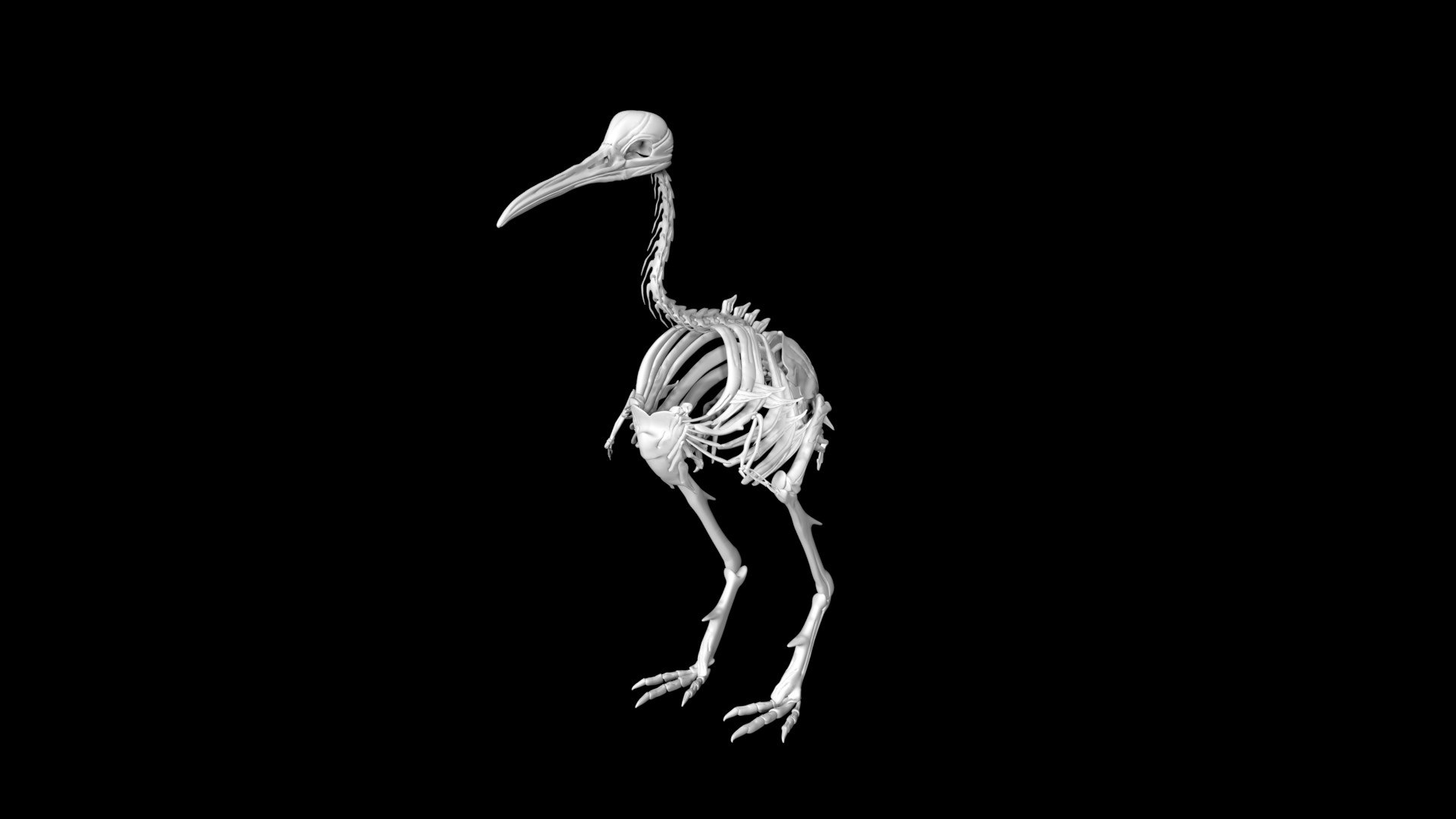 Kiwi Skeleton 3D Model - TurboSquid 1887845