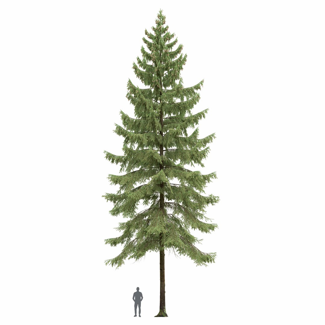 Spruce 04 model - TurboSquid 1872870