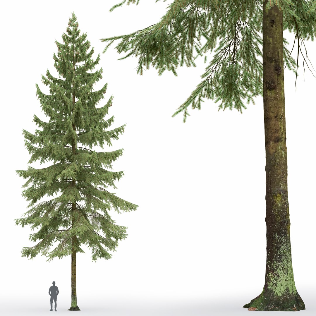 Spruce 04 model - TurboSquid 1872870