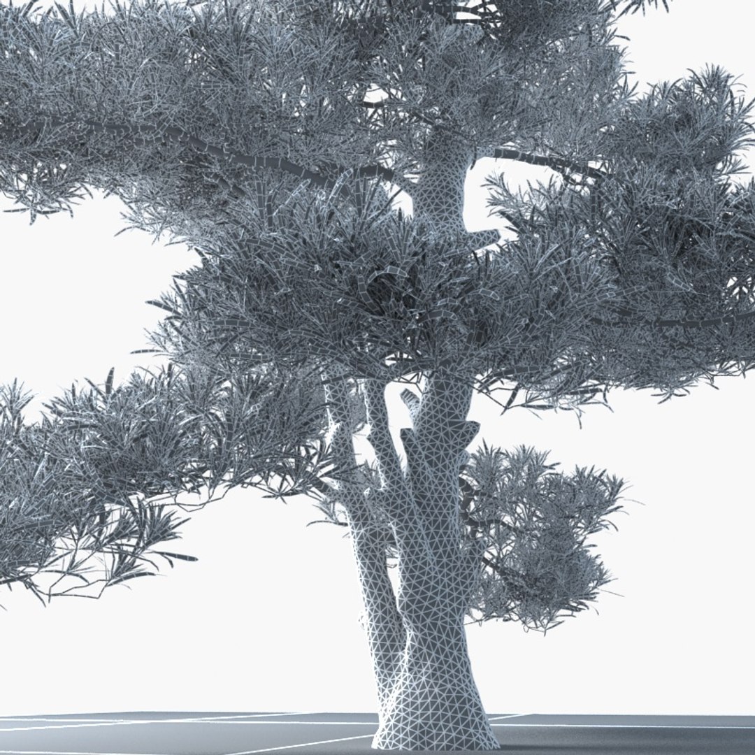 3D Pine Tree - TurboSquid 1495419