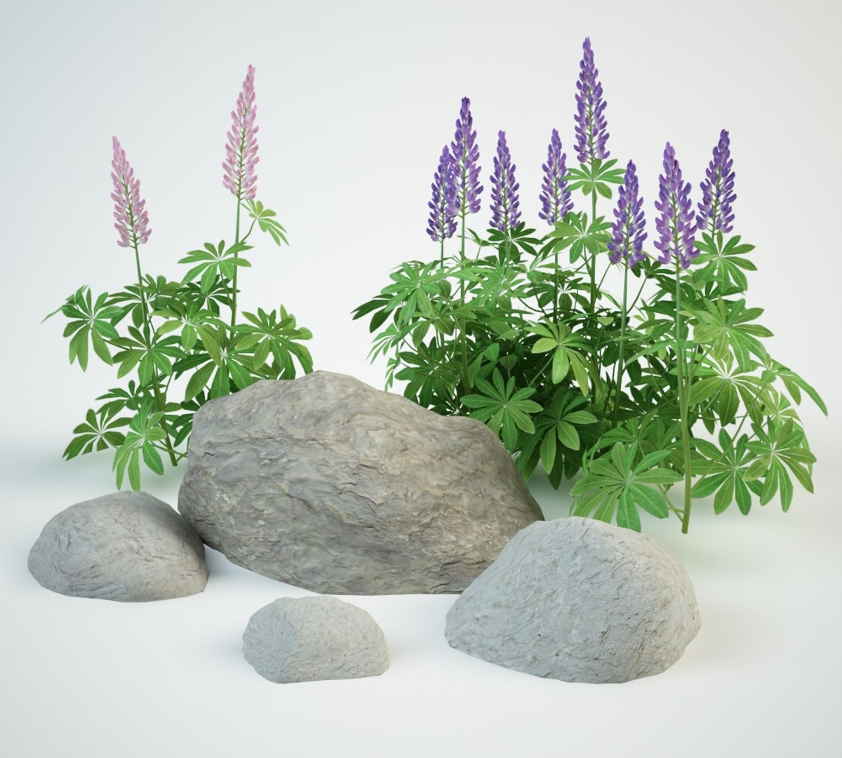 Lupine 3D - TurboSquid 1398871