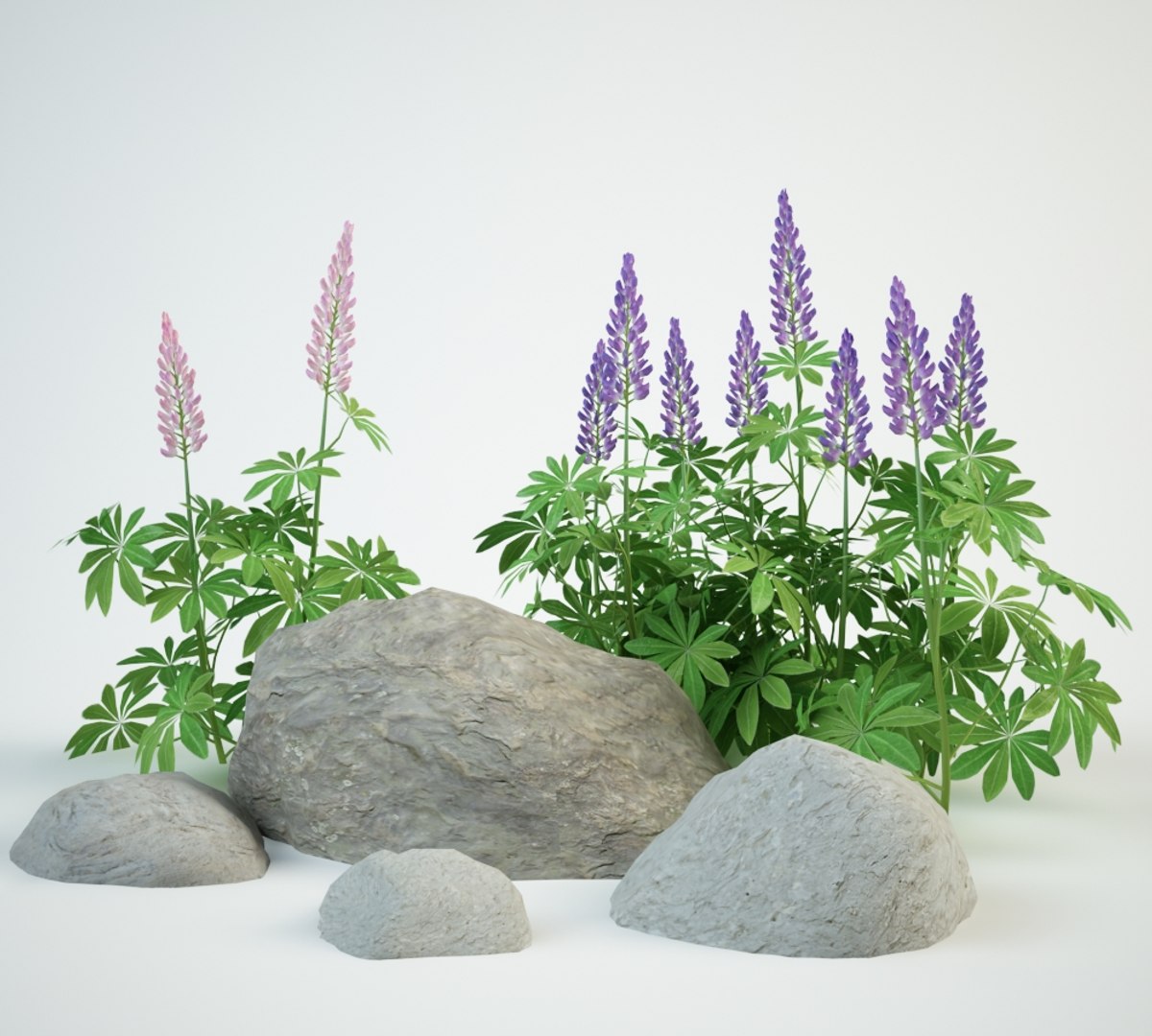 Lupine 3D - TurboSquid 1398871