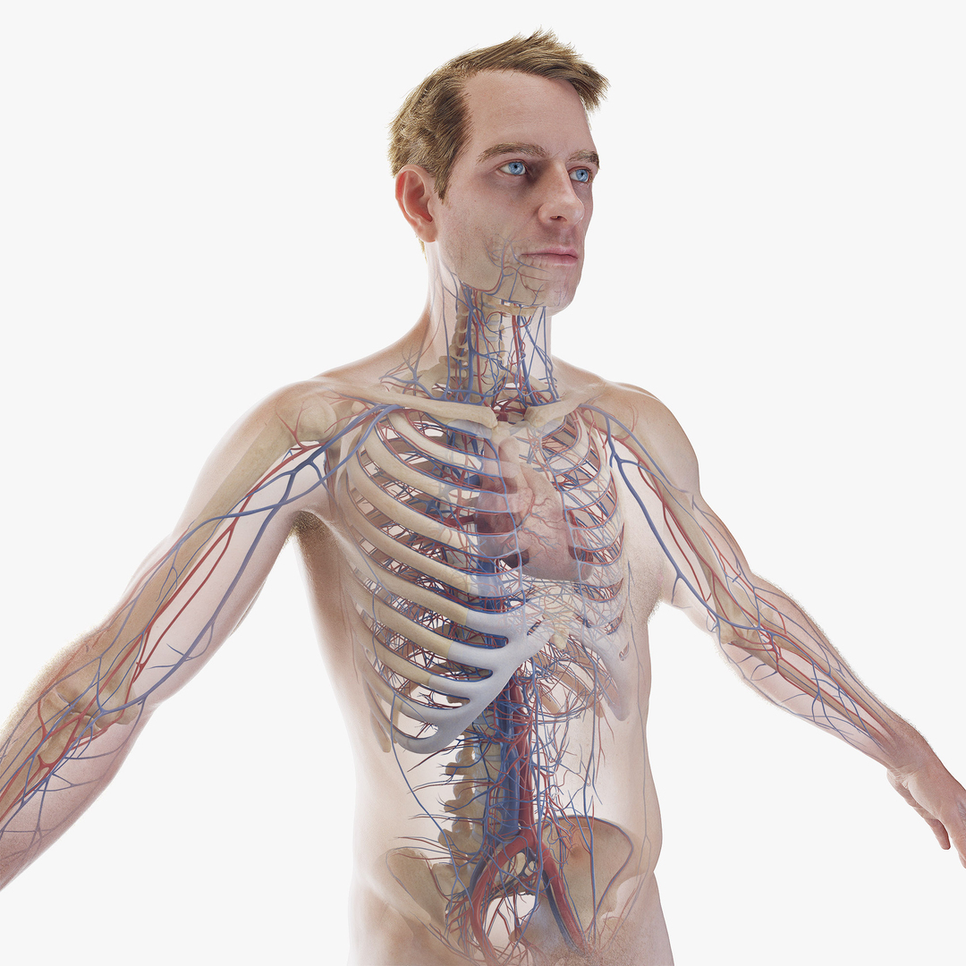 modelo 3d Human Male Body Skeleton and Vascular System Static ...