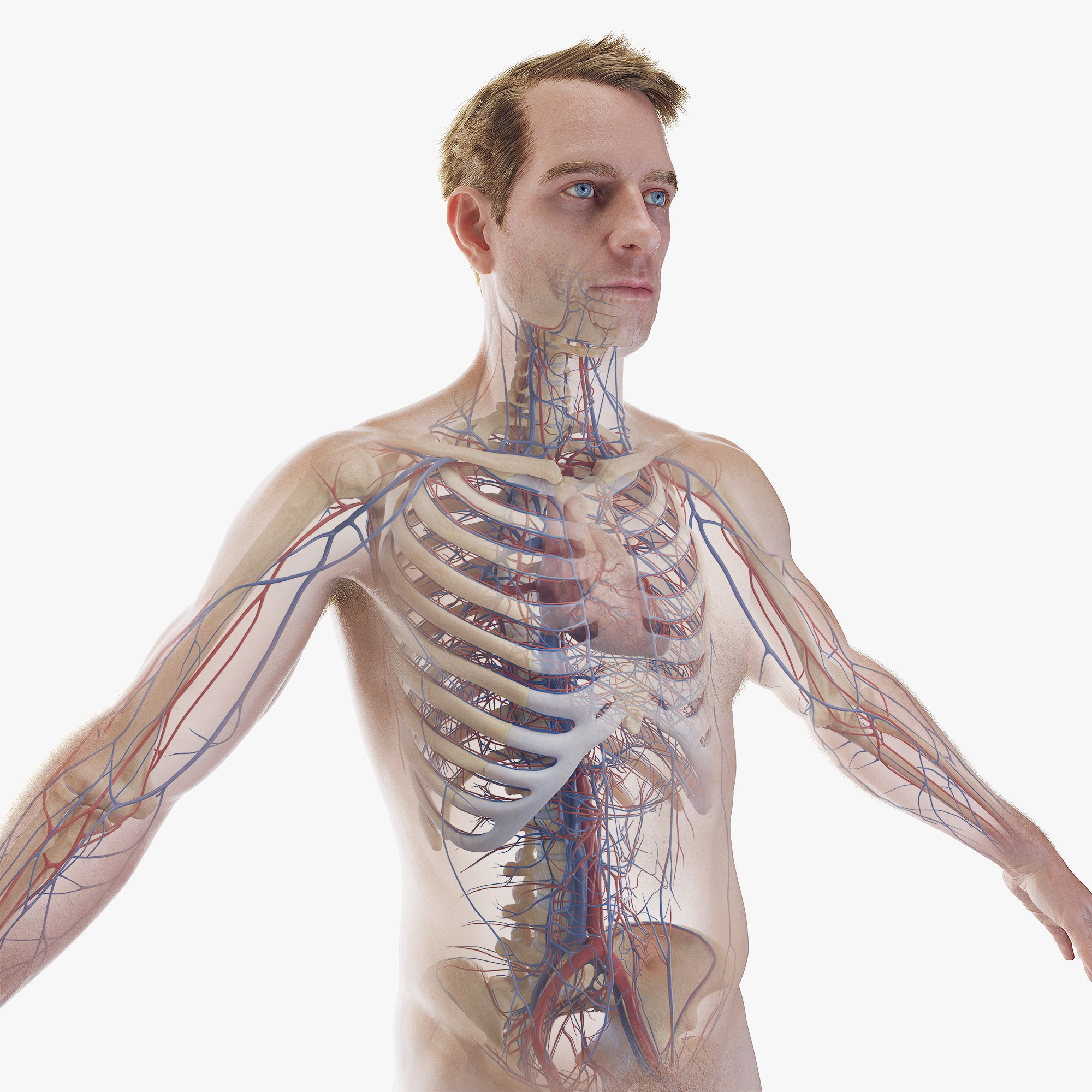 modelo 3d Human Male Body Skeleton and Vascular System Static ...
