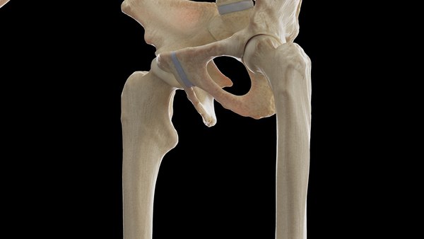 modelo 3d Human Male Body Skeleton and Vascular System Static ...