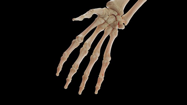 modelo 3d Human Male Body Skeleton and Vascular System Static ...