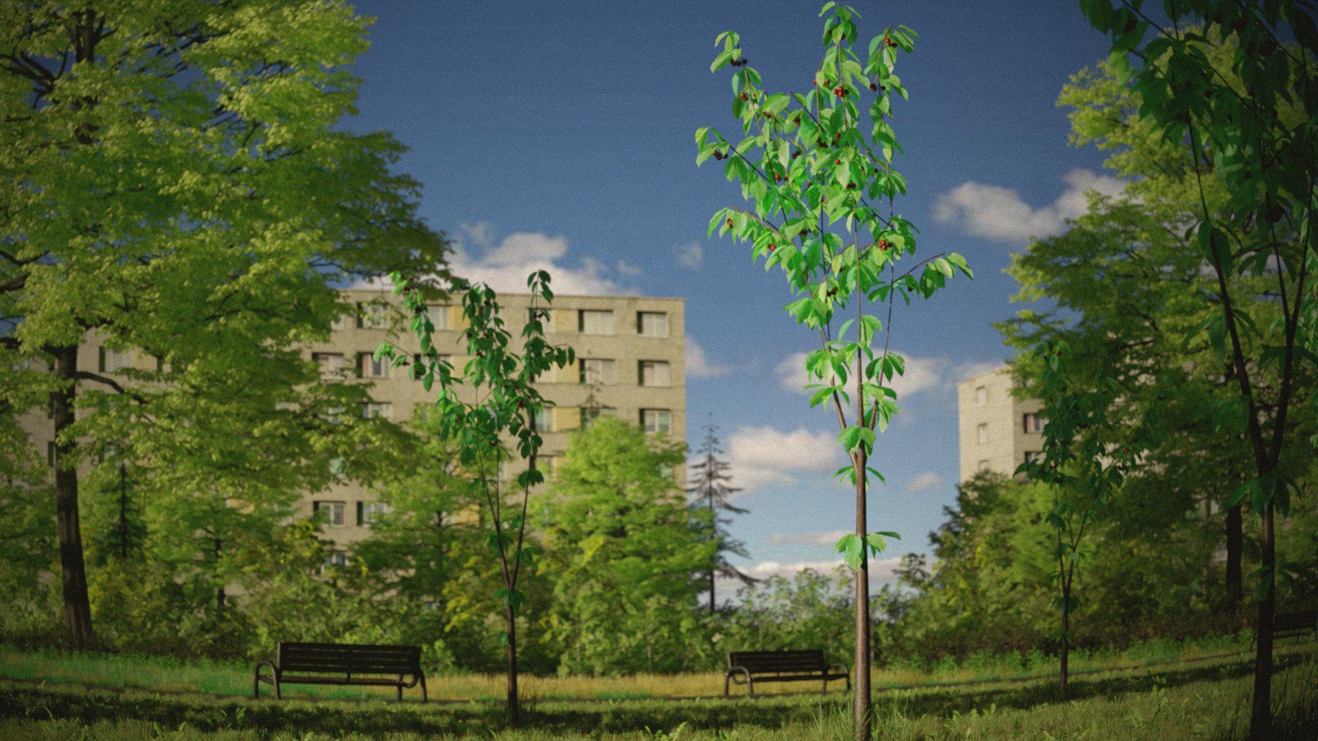 Young Cherry Trees 3D Model - TurboSquid 2271879