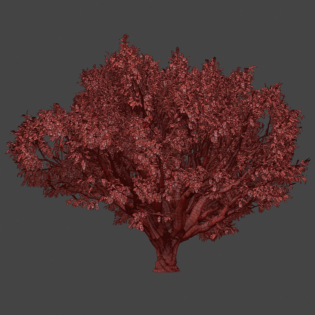 Tamarindus Tree Vol 207 Model - TurboSquid 2064854