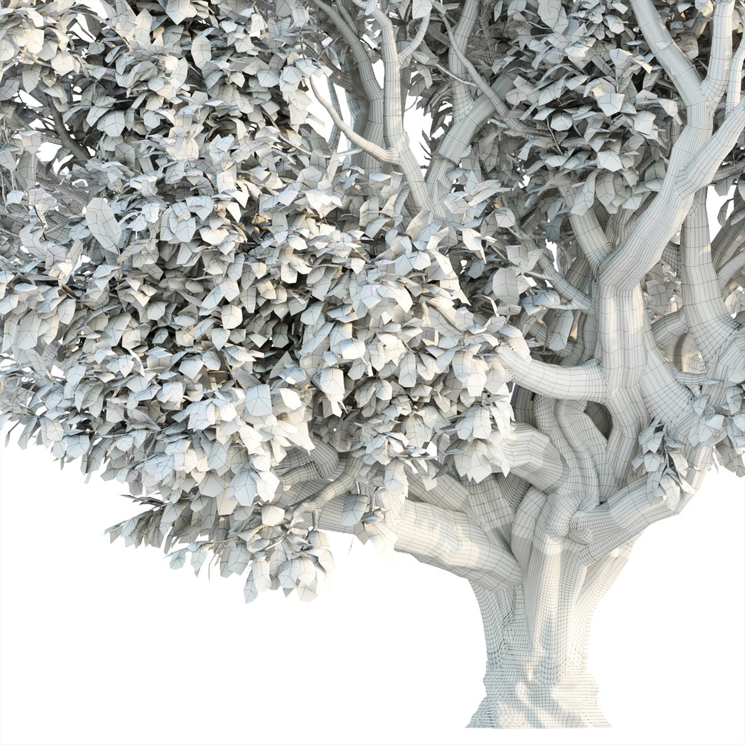 Tamarindus Tree Vol 207 Model - TurboSquid 2064854