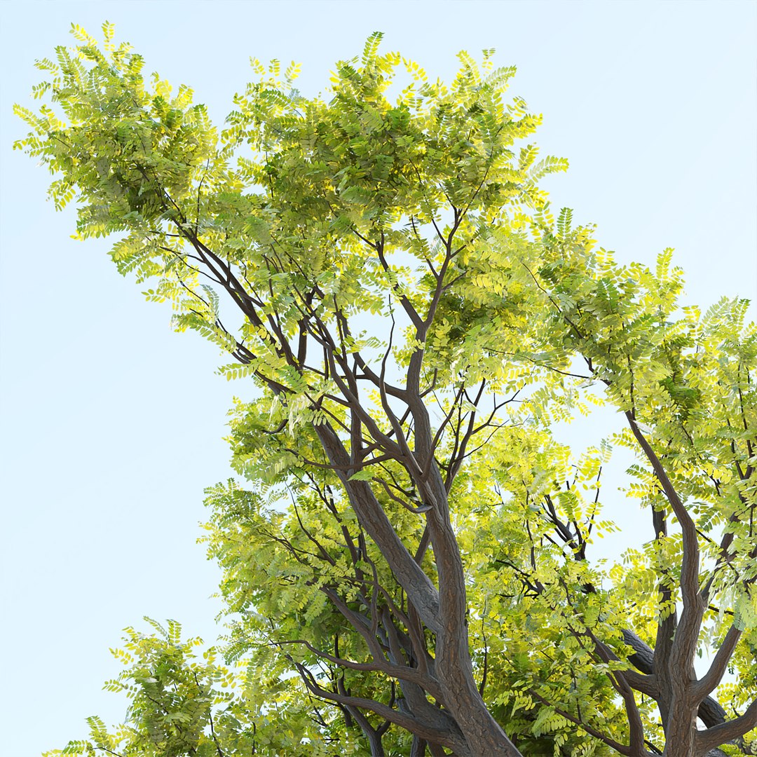 Tamarindus Tree Vol 207 Model - TurboSquid 2064854