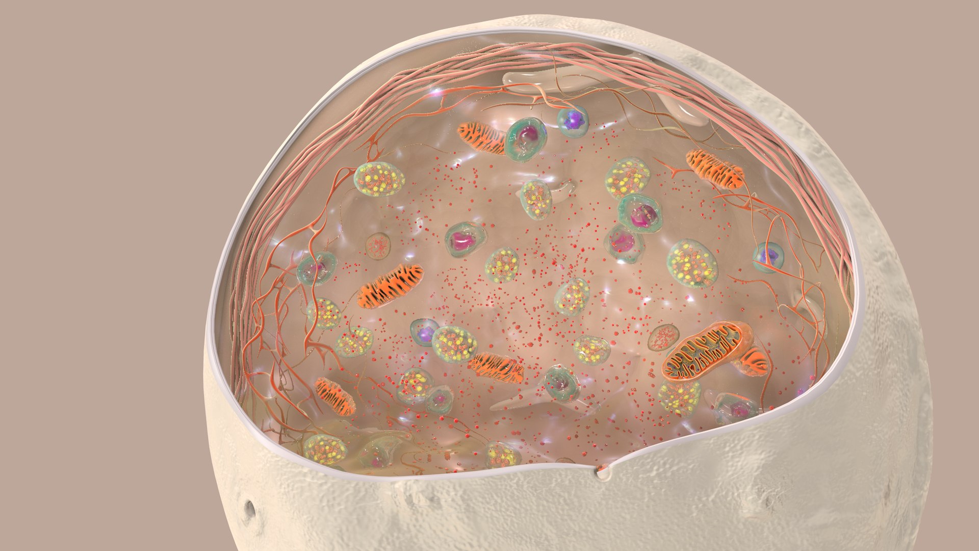 Platelet membrane glycogen 3D - TurboSquid 1504500